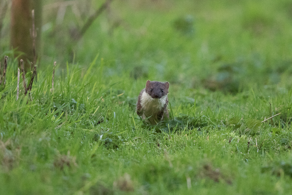 Stoats - Out & About - Pebbles Photography and Picture Framing in North ...
