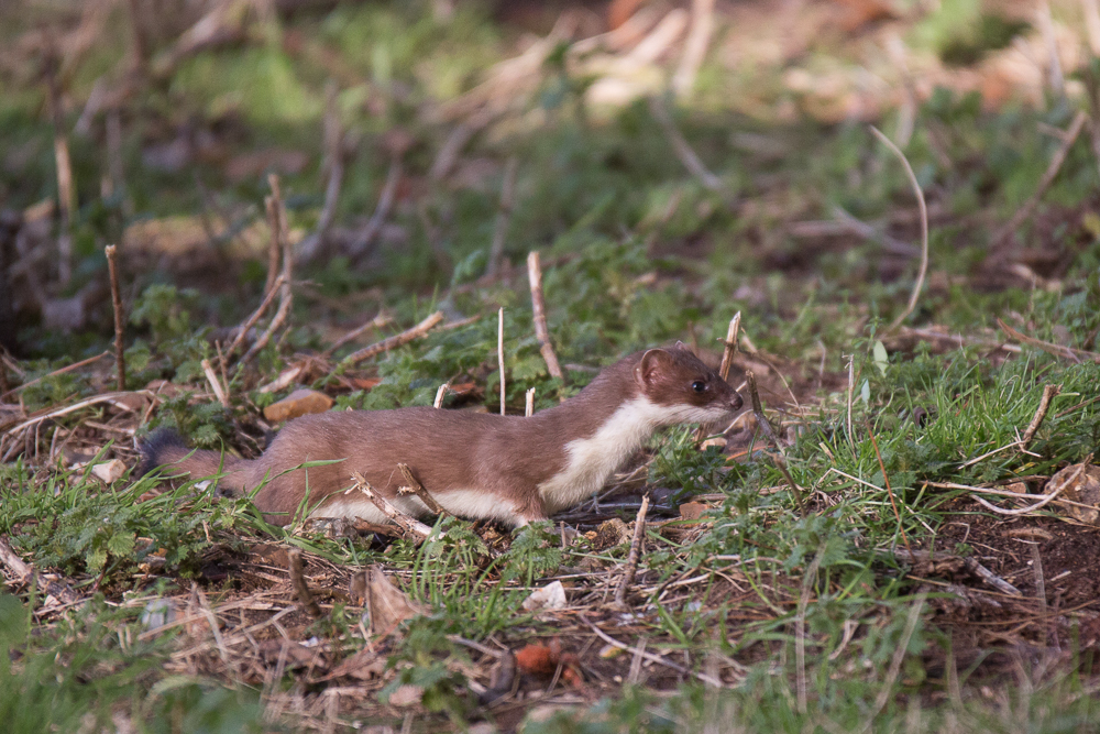 Stoats - Out & About - Pebbles Photography and Picture Framing in North ...