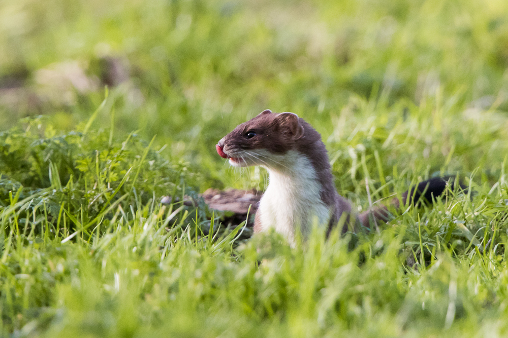 Stoats - Out & About - Pebbles Photography and Picture Framing in North ...