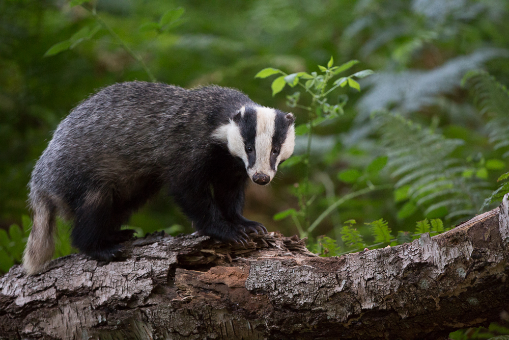 New Forest Badgers - Out & About - Pebbles Photography and Picture ...